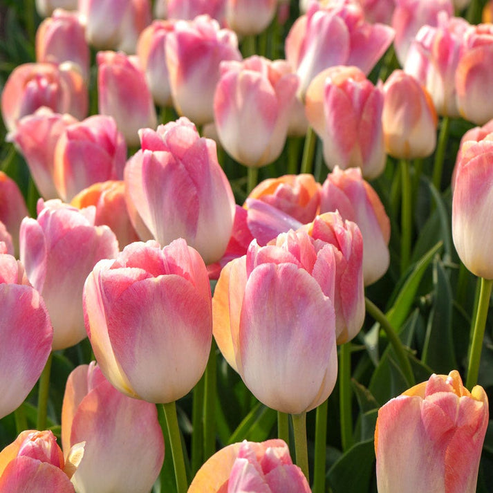 Tulipa Kunyun Tulip Bulbs – Park Seed