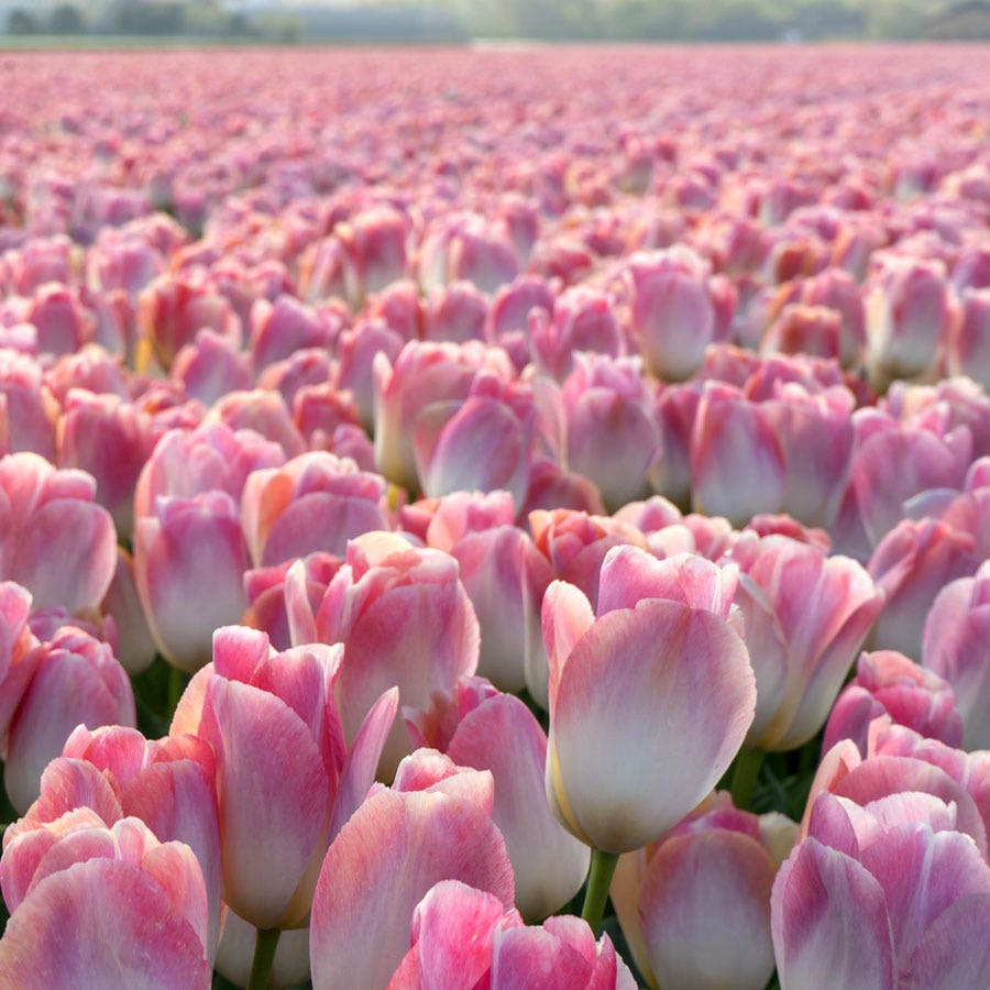 Tulipa Kunyun Tulip Bulbs – Park Seed