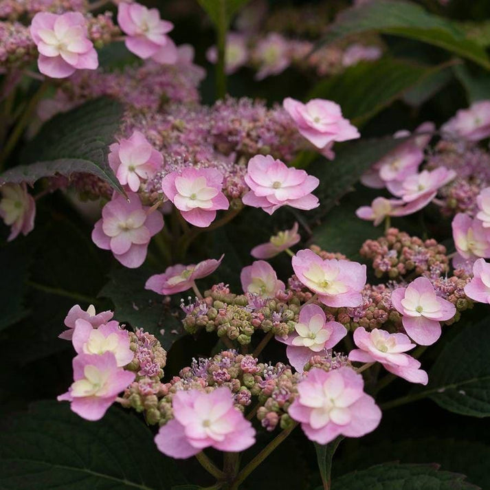 Hydrangea Tiny Tuff Stuff™ Mountain Hydrangea – Park Seed