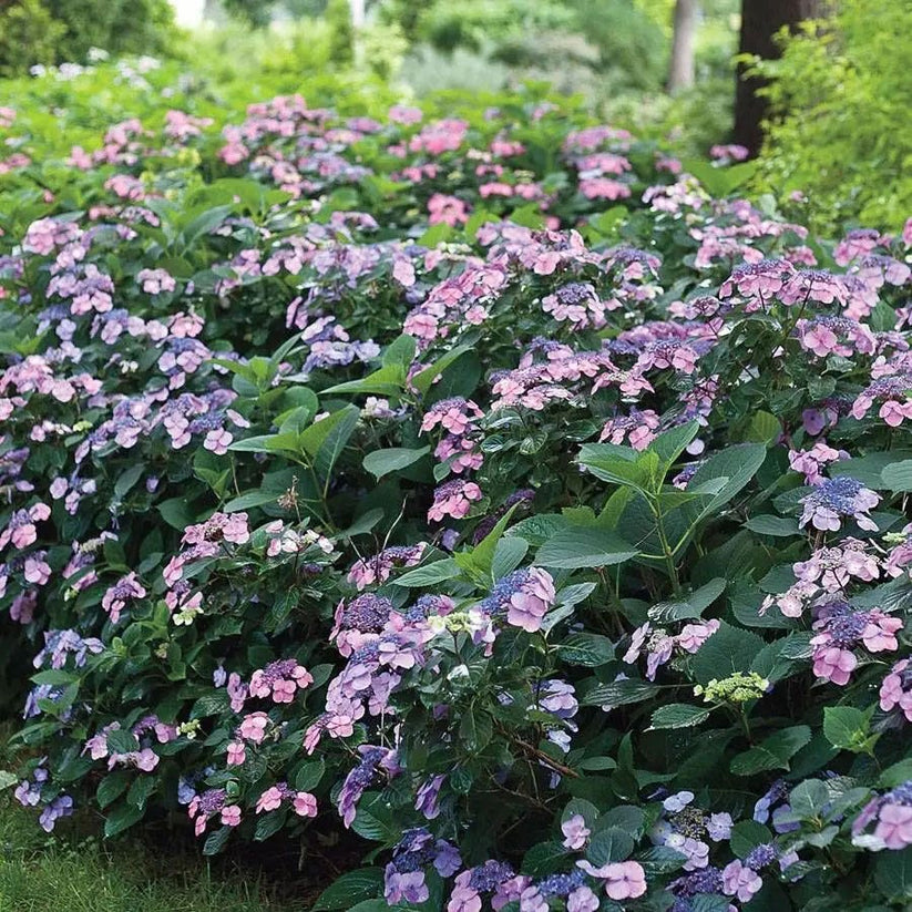 Hydrangea Tiny Tuff Stuff™ Mountain Hydrangea – Park Seed