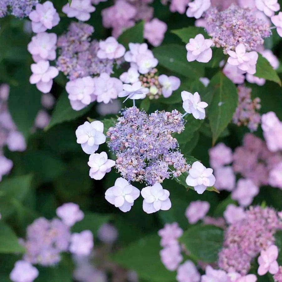 Hydrangea Tiny Tuff Stuff™ Mountain Hydrangea – Park Seed