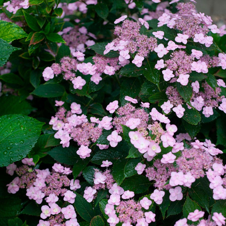 Hydrangea Tiny Tuff Stuff™ Mountain Hydrangea – Park Seed