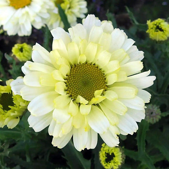Real Dream Shasta Daisy – Park Seed