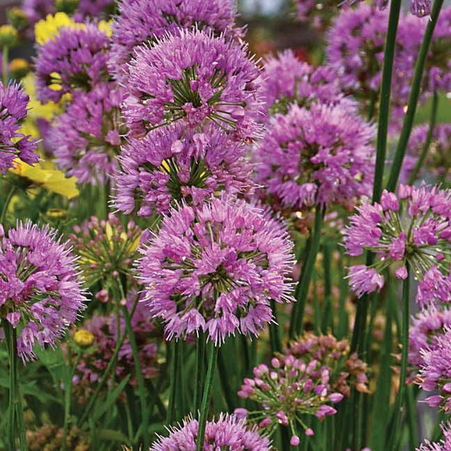 Allium 'Millenium' Ornamental Onion – Park Seed