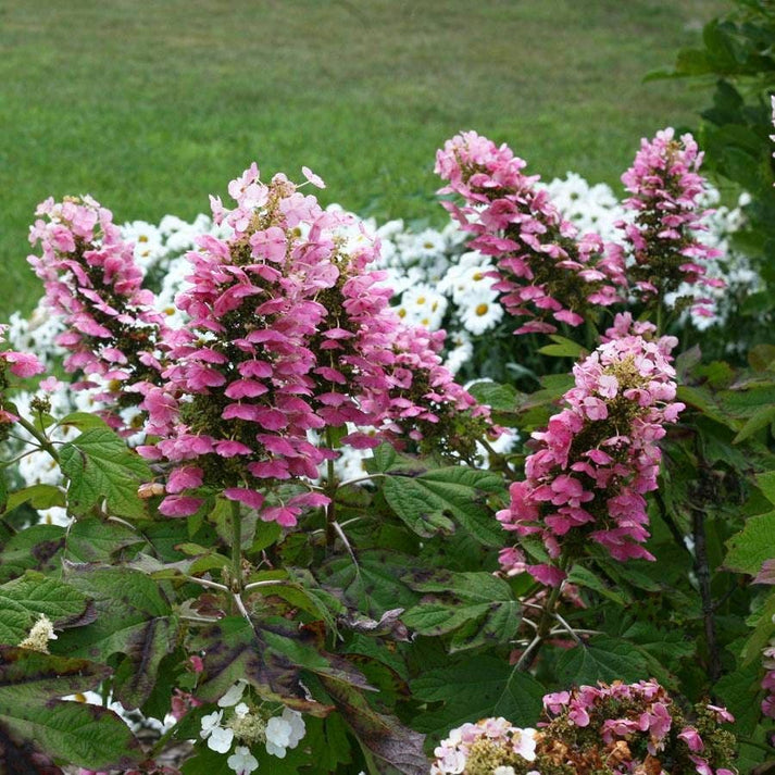 Hydrangea Gatsby Pink® Oakleaf Hydrangea – Park Seed