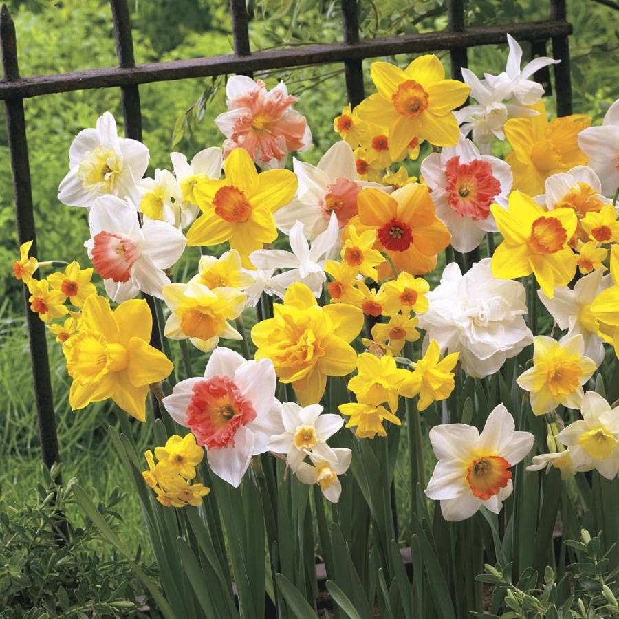 All Spring Daffodil Mix Bulbs – Park Seed