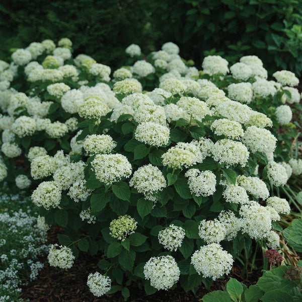 Hydrangea Invincibelle Limetta® Smooth Hydrangea – Park Seed