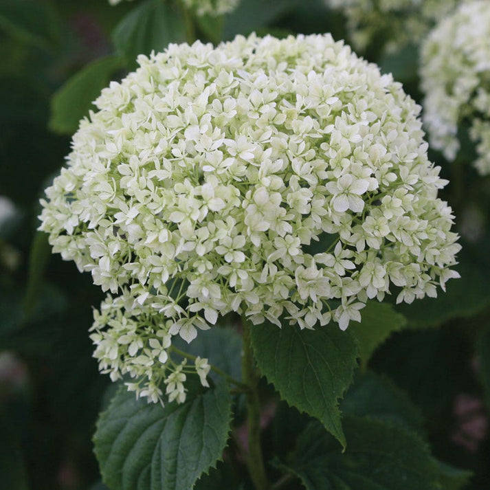 Hydrangea Invincibelle Limetta® Smooth Hydrangea – Park Seed