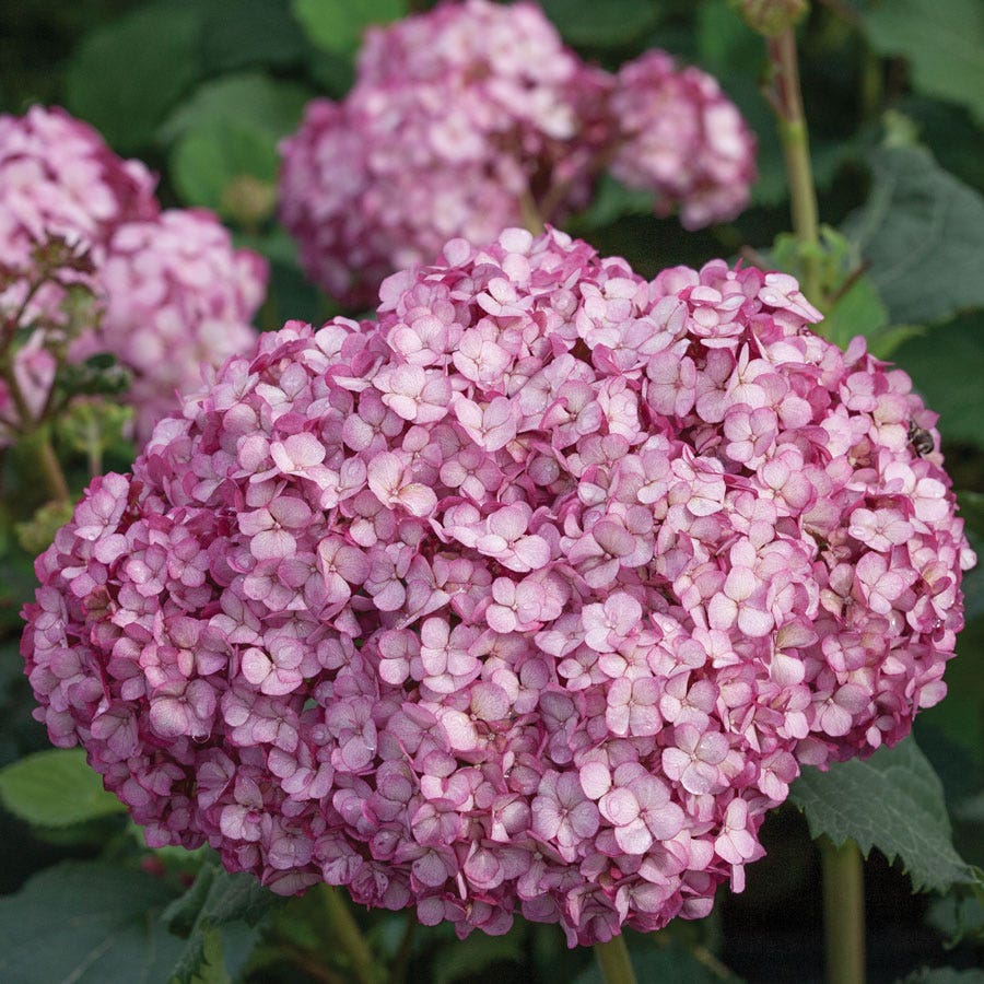 Hydrangea Invincibelle Mini Mauvette® Smooth Hydrangea – Park Seed