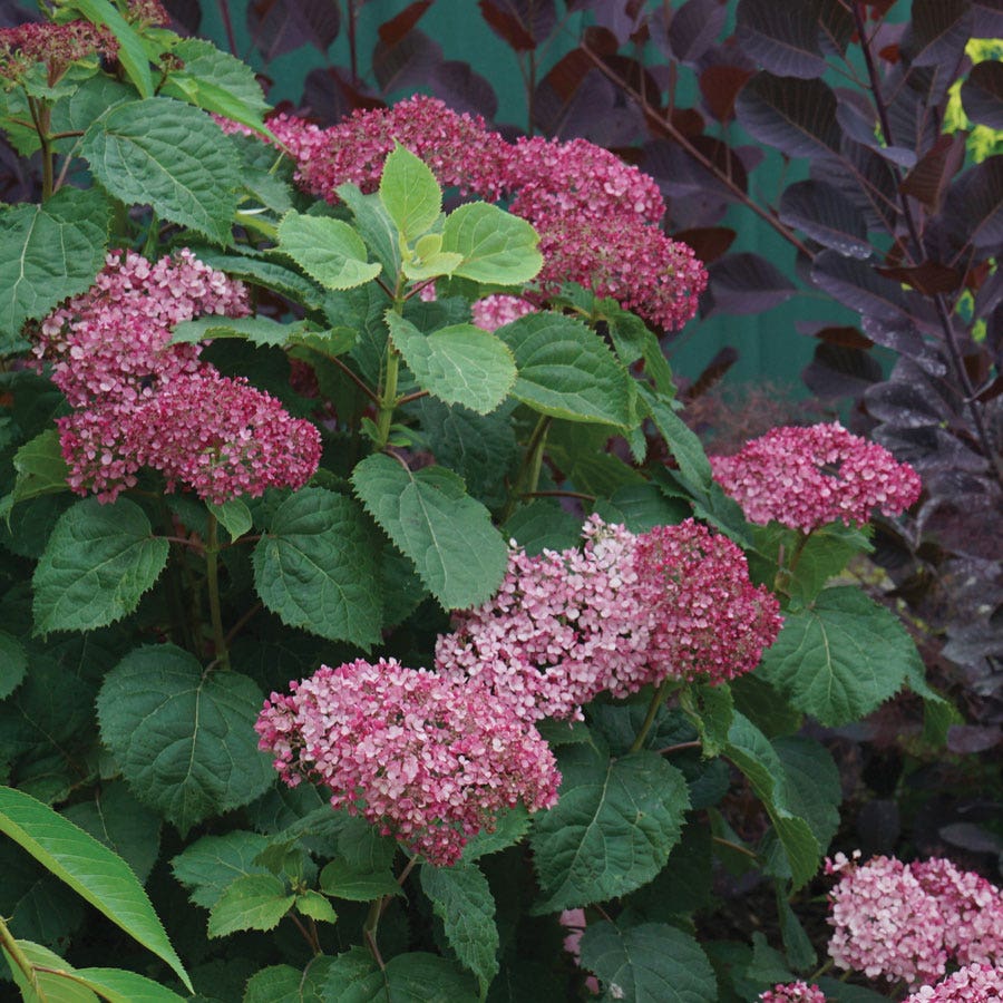 Hydrangea Invincibelle Mini Mauvette® Smooth Hydrangea – Park Seed