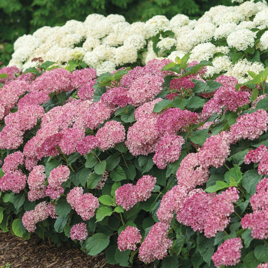 Hydrangea Invincibelle Mini Mauvette® Smooth Hydrangea – Park Seed
