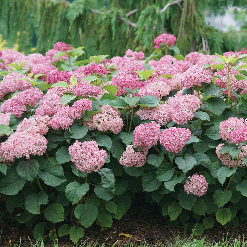 Hydrangea Invincibelle Mini Mauvette® Smooth Hydrangea – Park Seed