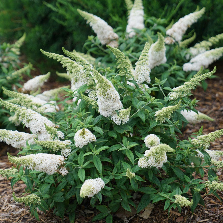 Buddleia Pugster White® Butterfly Bush – Park Seed