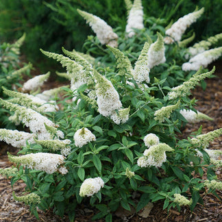 Buddleia Pugster White® Butterfly Bush – Park Seed