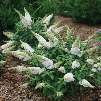 Buddleia Pugster White® Butterfly Bush – Park Seed