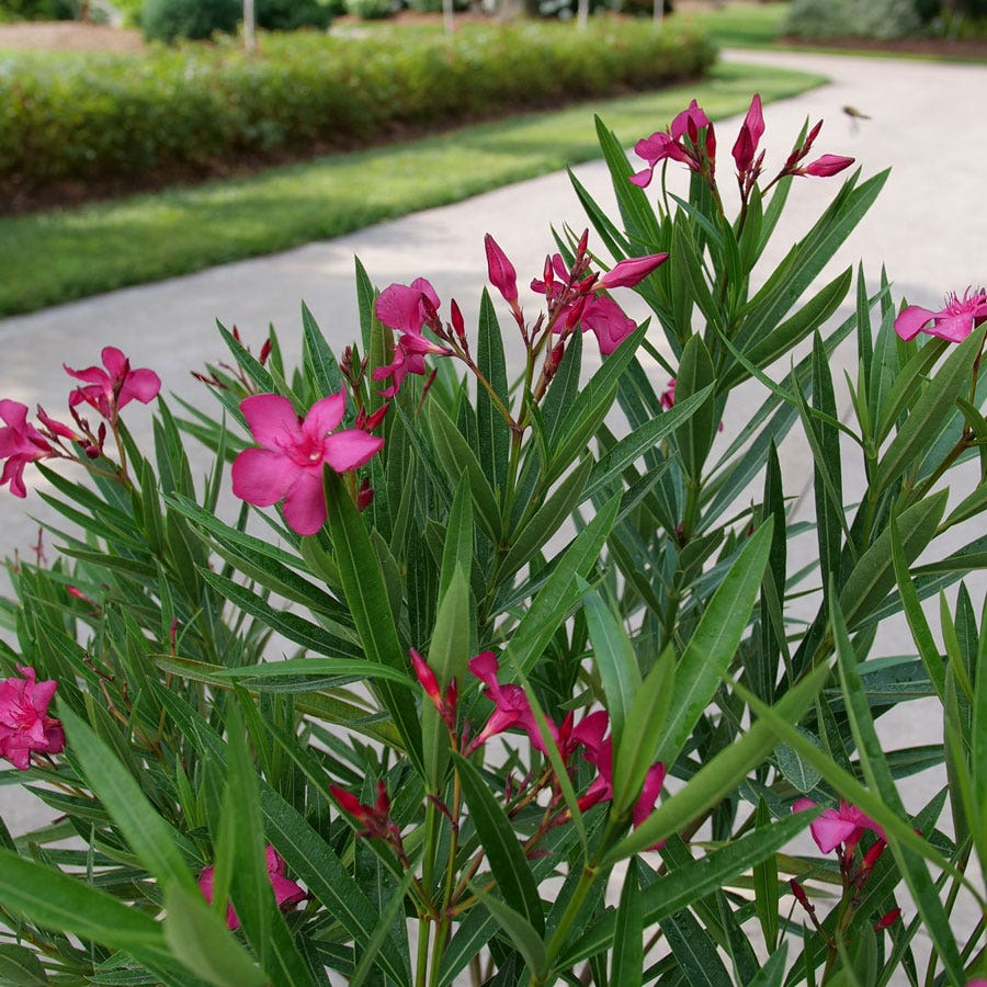 Nerium Austin Pretty Limits® Oleander – Park Seed