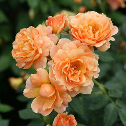 Rosa At Last™ Rose – Park Seed