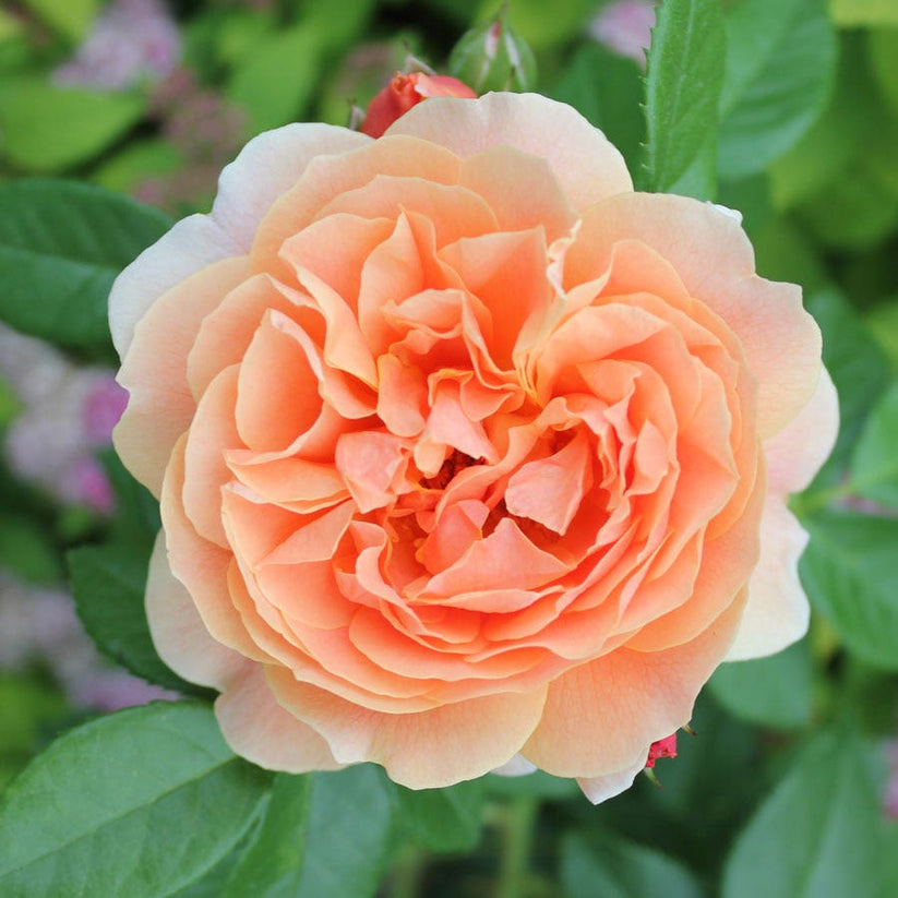 Rosa At Last™ Rose – Park Seed