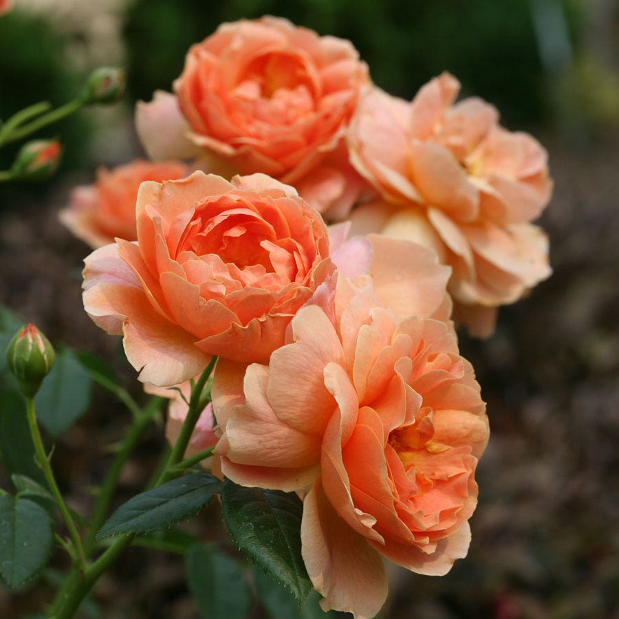 Rosa At Last™ Rose – Park Seed