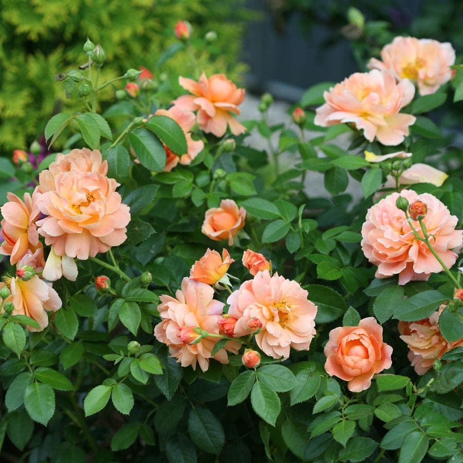 Rosa At Last™ Rose – Park Seed