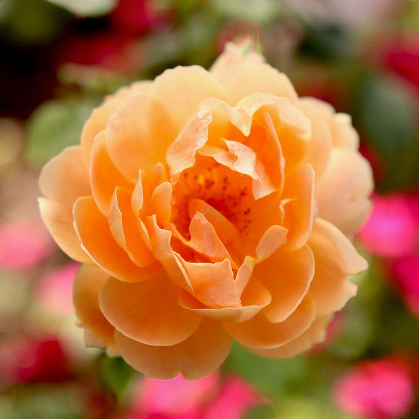 Rosa At Last™ Rose – Park Seed