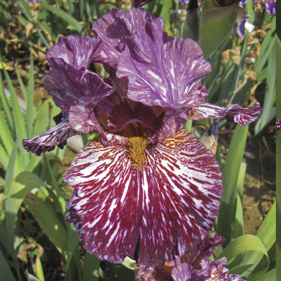 Iris Chocolate Moose Bearded Iris – Park Seed