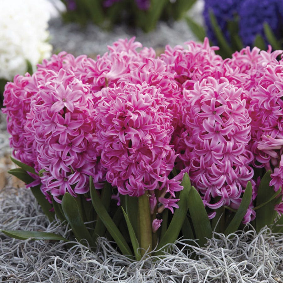 Hyacinthus Pink Pearl Hyacinth Bulbs – Park Seed