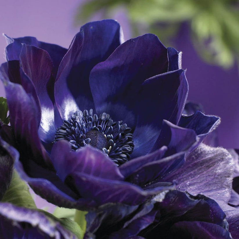 Anemone Darkest Blue Windflower Bulbs – Park Seed