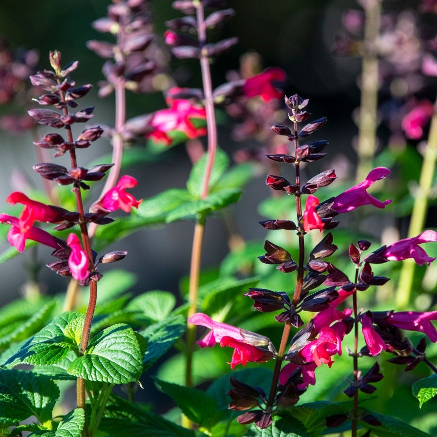 Salvia Bodacious® 'Jammin Jazz' Ornamental Sage – Park Seed