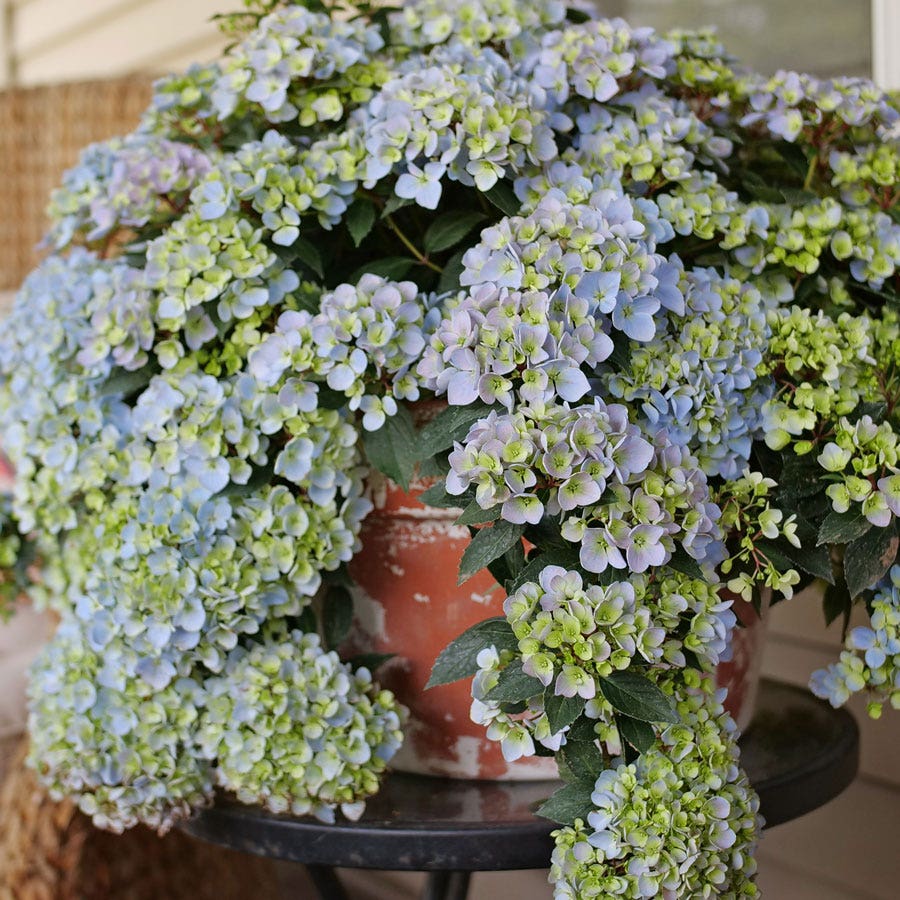 Hydrangea Fairytrail Fresco™ Cascade Hydrangea – Park Seed