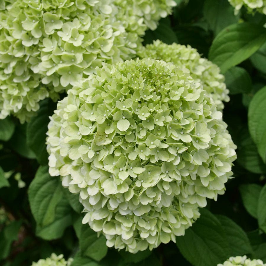 Hydrangea Powerball™ Panicle Hydrangea – Park Seed