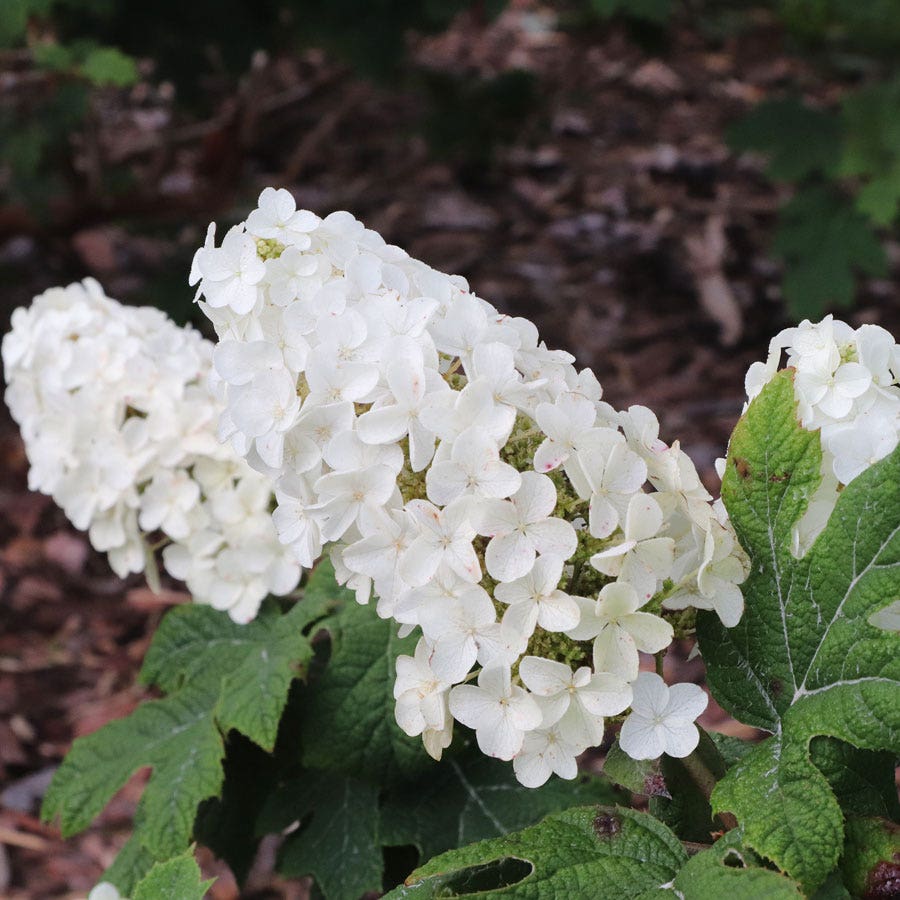 Hydrangea Gatsby Glow Ball™ Oakleaf Hydrangea – Park Seed