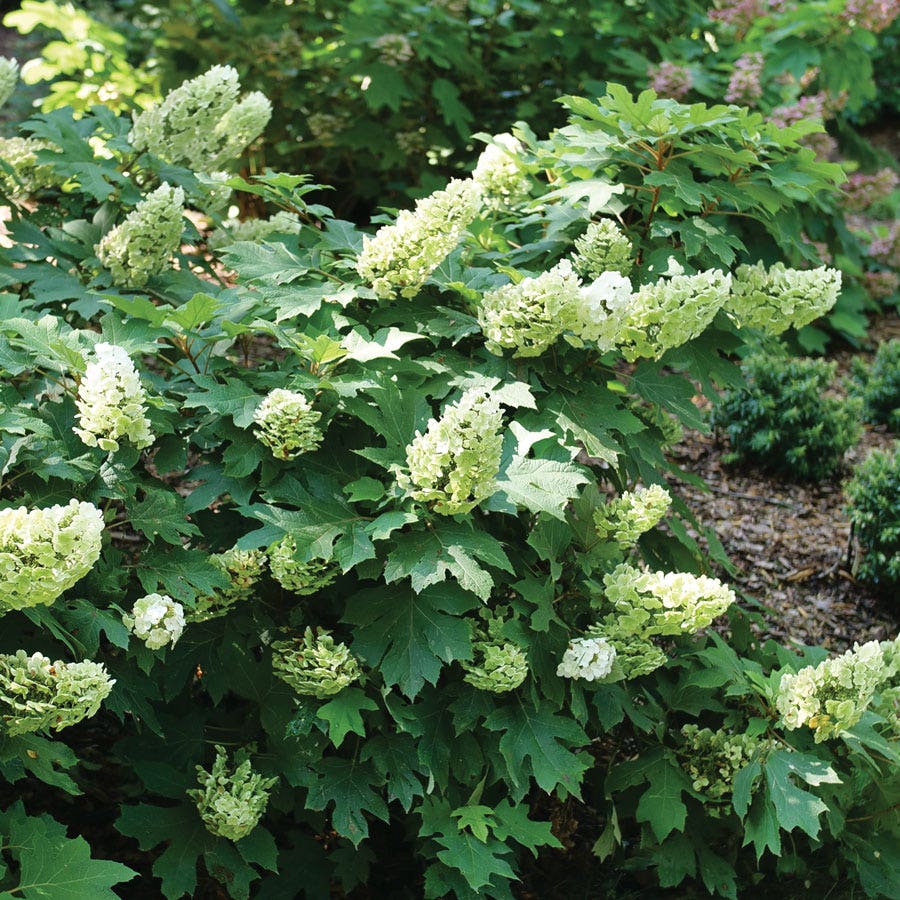 Hydrangea Gatsby Glow Ball™ Oakleaf Hydrangea – Park Seed