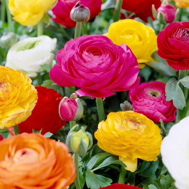 Ranunculus Seeds and Bulbs|100% Non-GMO – Park Seed