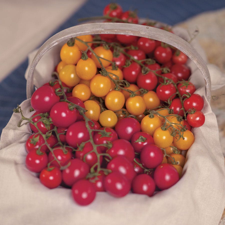 Park's Jr Whopper Tomato Seed Trio – Park Seed