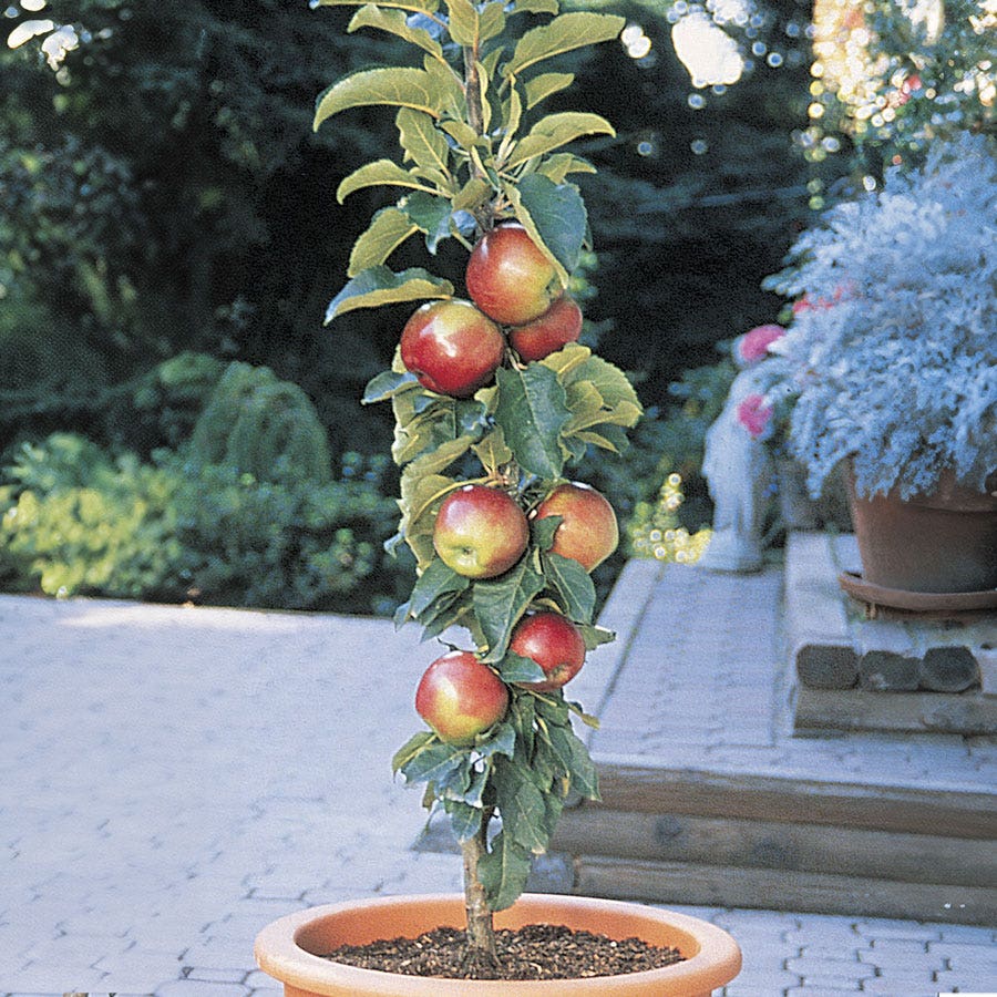 Scarlet Sentinel™ Malus Columnar Apple Tree – Park Seed