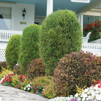Fine Line® Rhamnus Buckthorn Shrub – Park Seed
