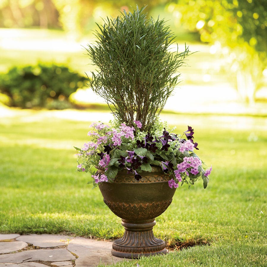 Fine Line® Rhamnus Buckthorn Shrub – Park Seed