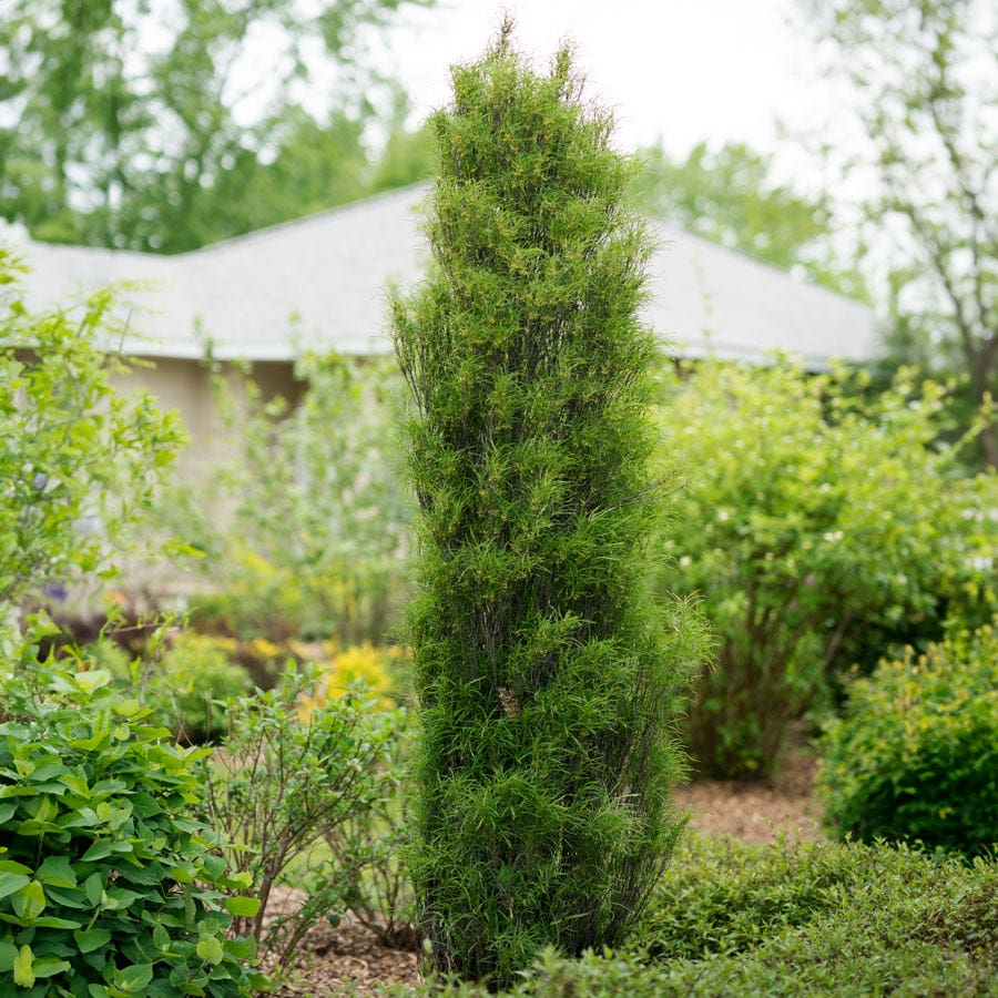 Fine Line® Rhamnus Buckthorn Shrub – Park Seed