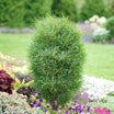 Fine Line® Rhamnus Buckthorn Shrub – Park Seed