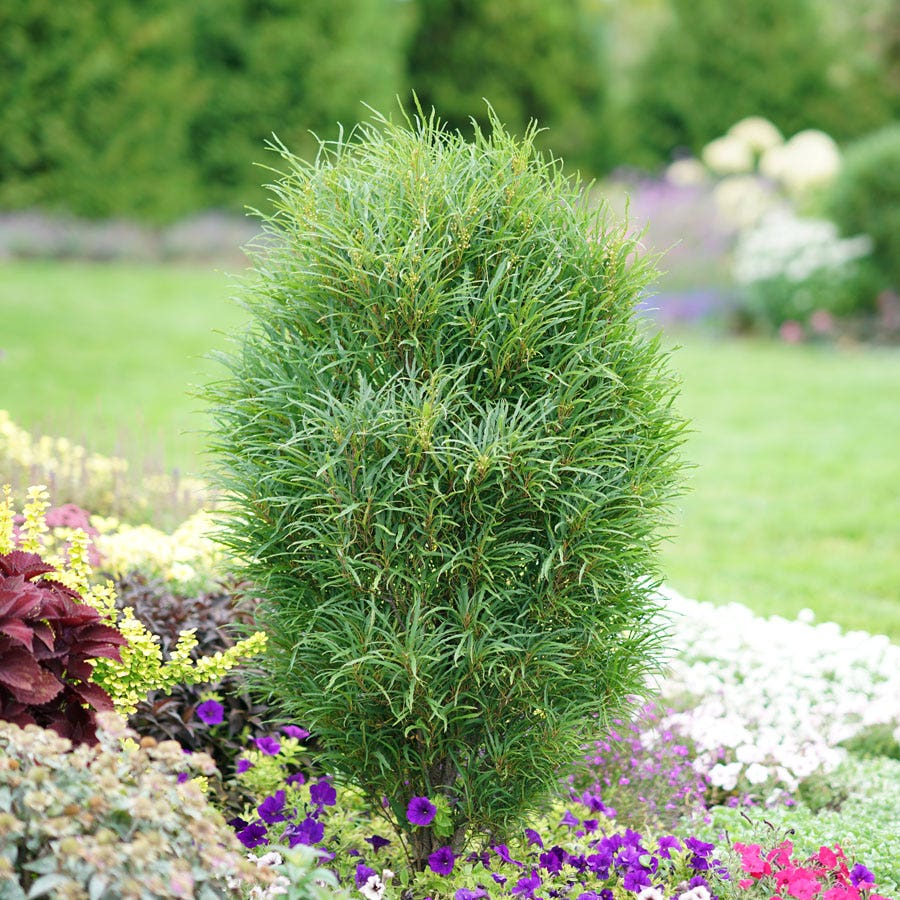 Fine Line® Rhamnus Buckthorn Shrub – Park Seed