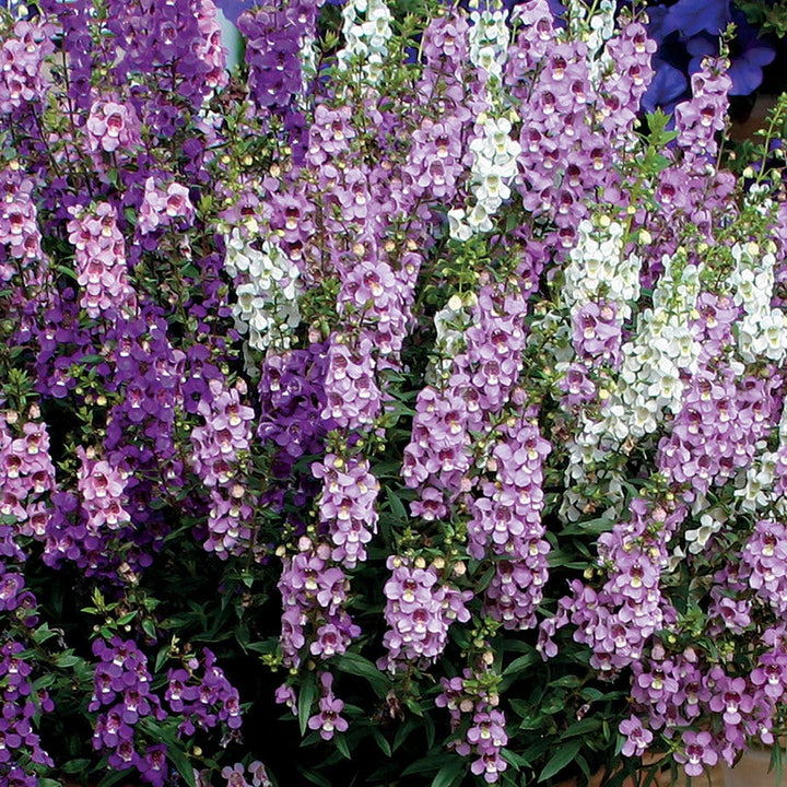 Angelonia Seeds | White, Purple, & Pink | 100% Guaranteed – Park Seed