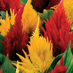 First Flame™ Mix Celosia Seeds – Park Seed
