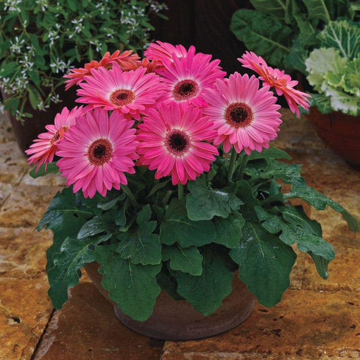 Gerbera Daisy Seeds – Park Seed