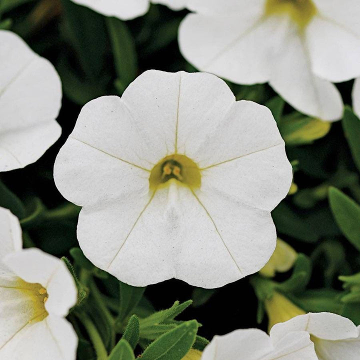 Calibrachoa Seeds | Million Bells Flowers – Park Seed