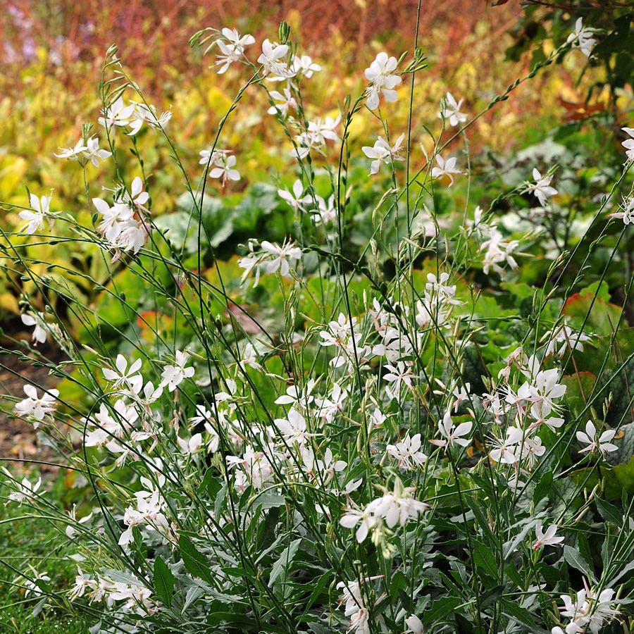 Sparkle White Gaura Seeds – Park Seed
