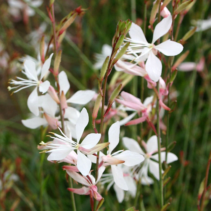 Sparkle White Gaura Seeds – Park Seed