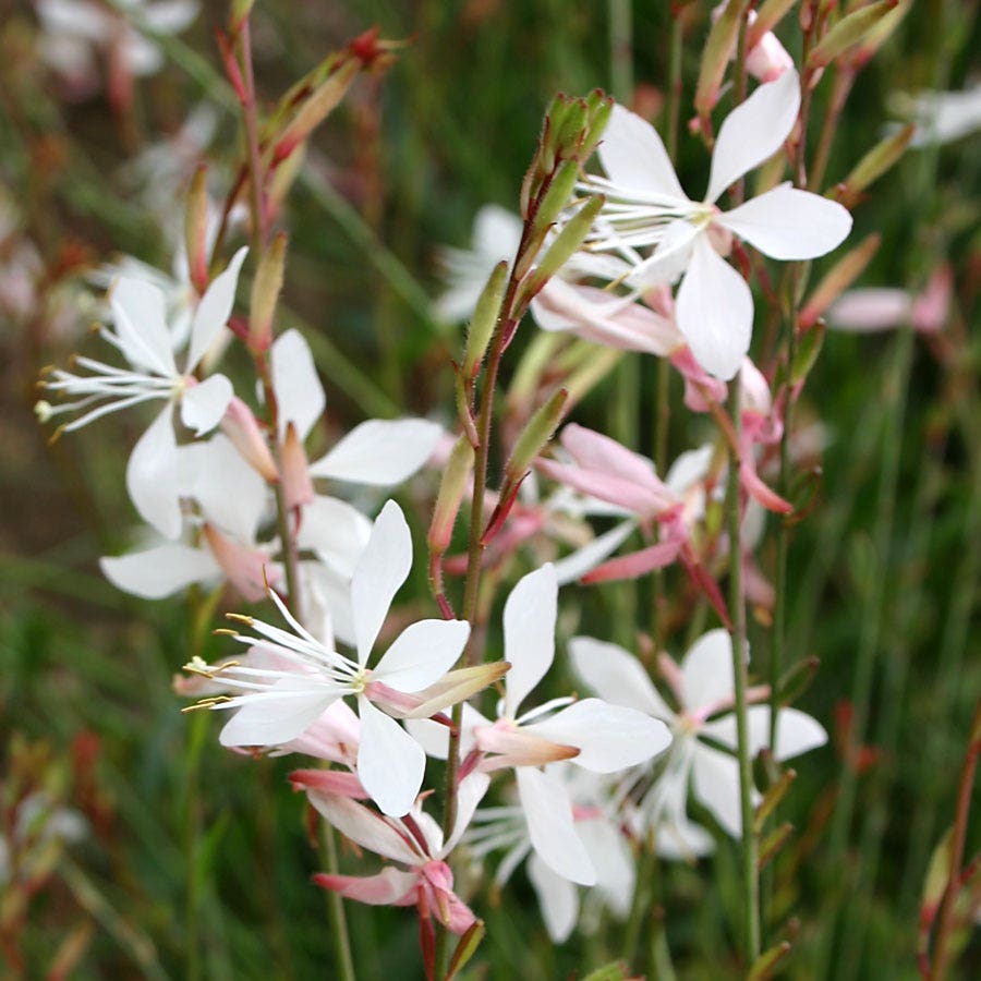 Sparkle White Gaura Seeds – Park Seed