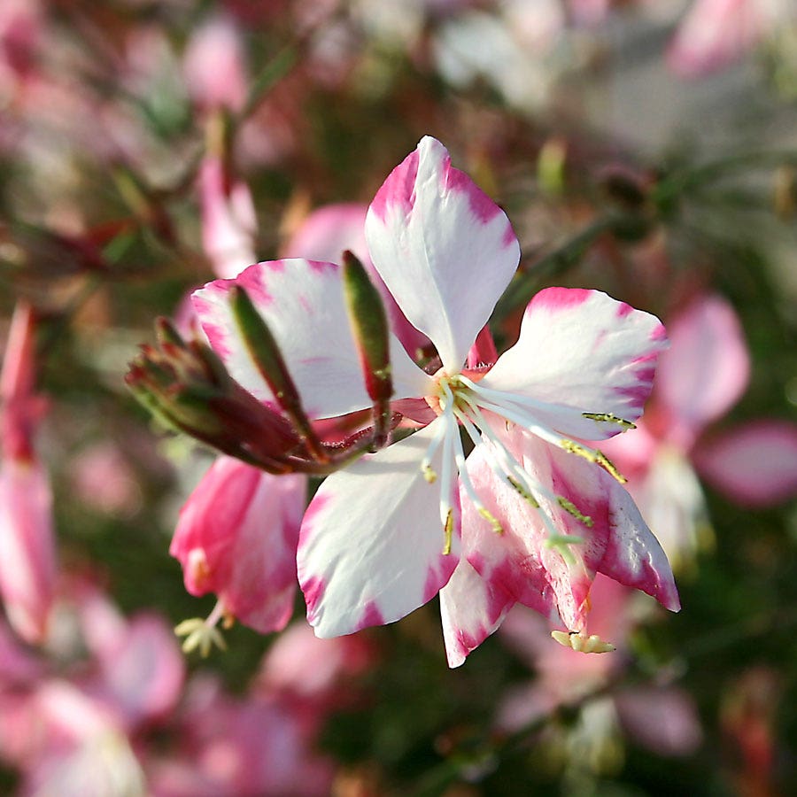 Sparkle White Gaura Seeds – Park Seed