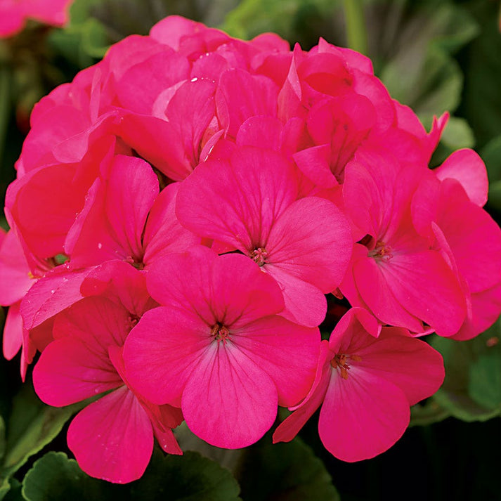 Maverick™ Rose Hybrid Geranium Seeds – Park Seed